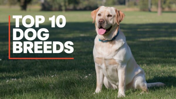 The Top 10 Dog Breeds - Savvy Pet Care